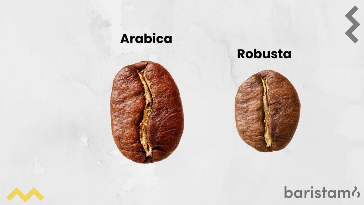 Het verschil tussen 100% Arabica en Robusta | Baristamo